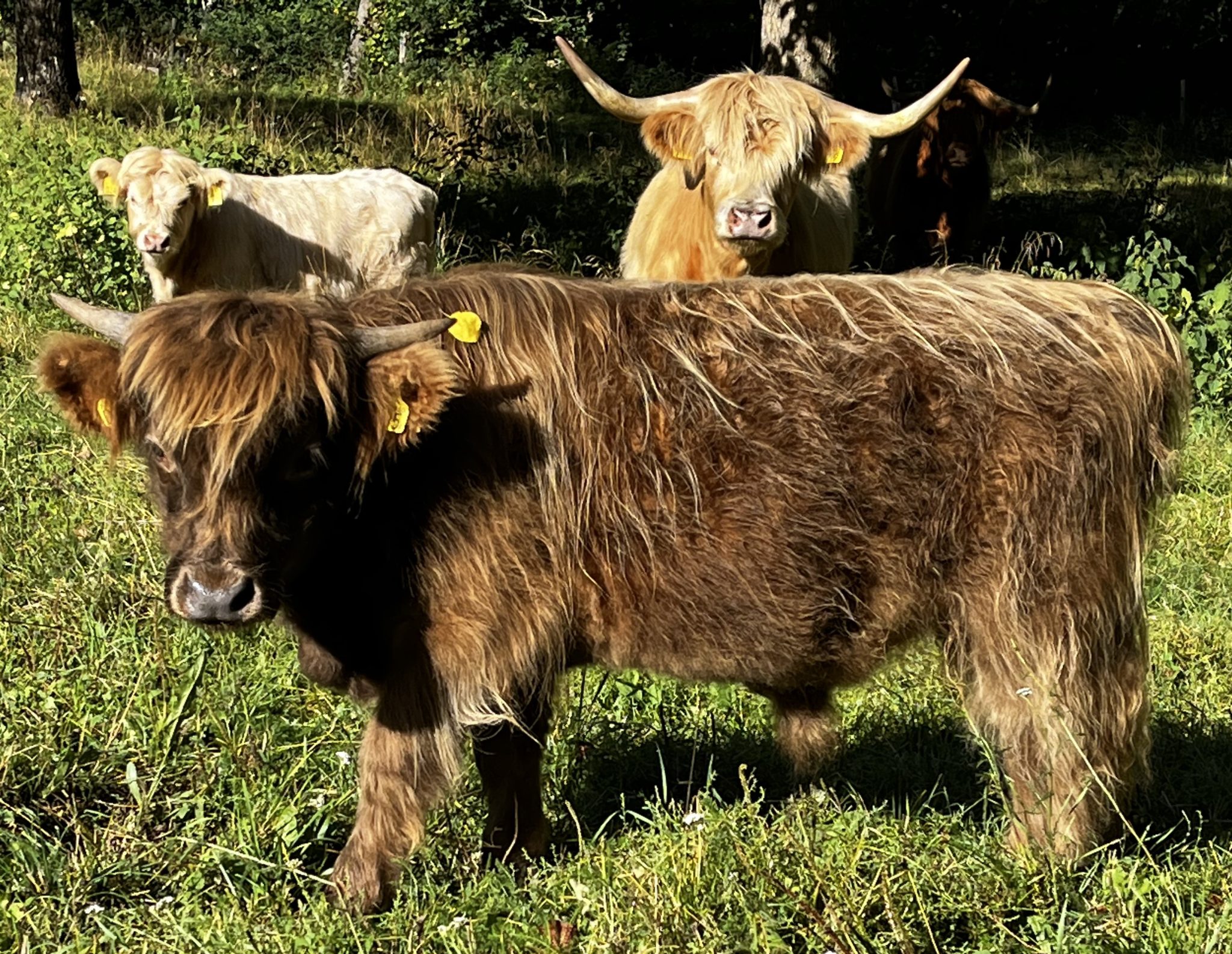 Djur till salu – Bosagårdens Highland Cattle